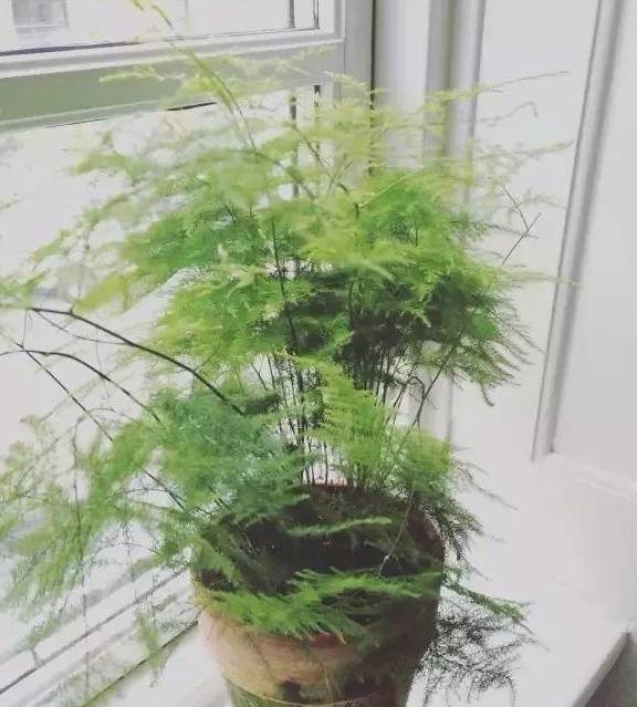 文竹茎叶发黄剪掉,重新长出来没几天又黄了,要怎么解决这个难题盆栽环境空气