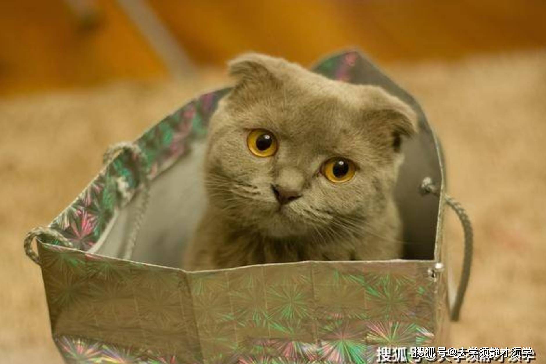 每日一笑:男朋友第一次去我家,平时我们家是不吃辣的!老爸弟弟医生