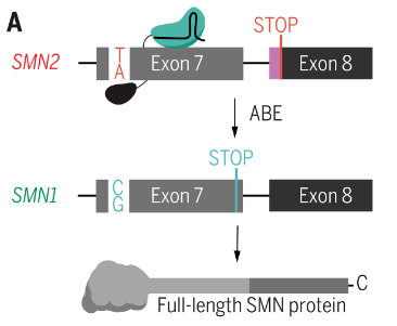 基因疗法一劳永逸，ASO从头改变，但我选小分子_药物_治疗_Evrysdi