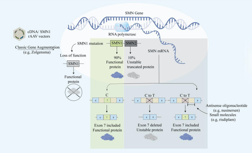 基因疗法一劳永逸，ASO从头改变，但我选小分子_药物_治疗_Evrysdi