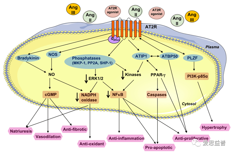 《爱求索》之血管紧张素AT1和AT2受体在疾病中的作用_Ang_细胞_包括