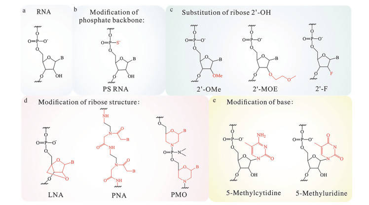 文献综述：RNA药物递送研究进展_蛋白_治疗_核糖核酸