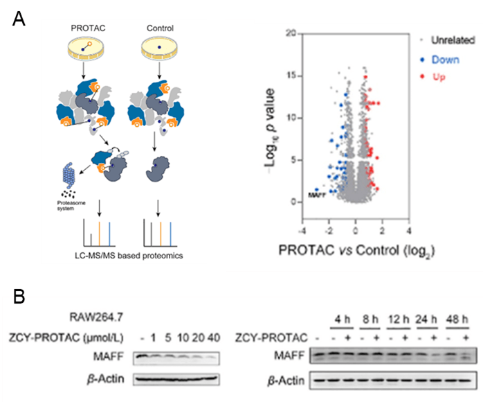 NanoTemper MST分子互作经典案例集锦_CLpro_检测_蛋白