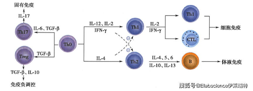 Elabscience流式课堂｜Th1/Th2/Th17细胞简介及指标选择_检测_实验_抗体