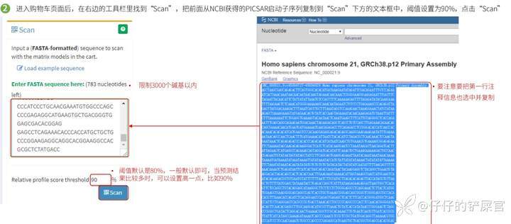 【科研工具包】转录因子预测及优化策略 ——JASPAR、NCBI、UCSC数据库联用_基因_序列_位点