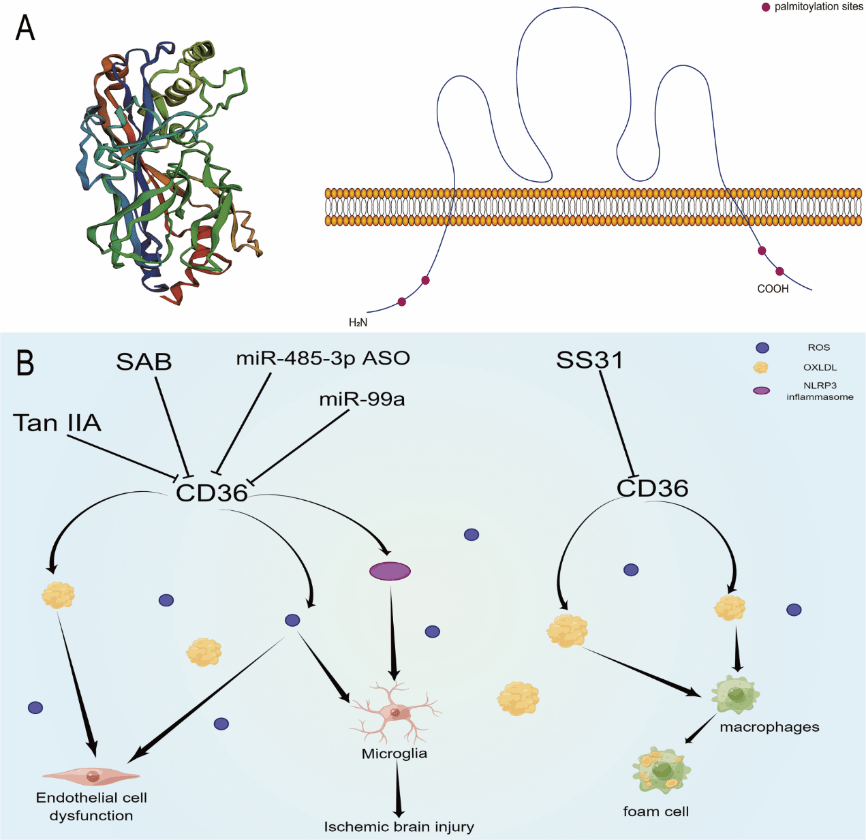 南通大学周松林课题组联合海军军医大学上海长征医院赵剑课题组总结CD36在..._al_疾病_et