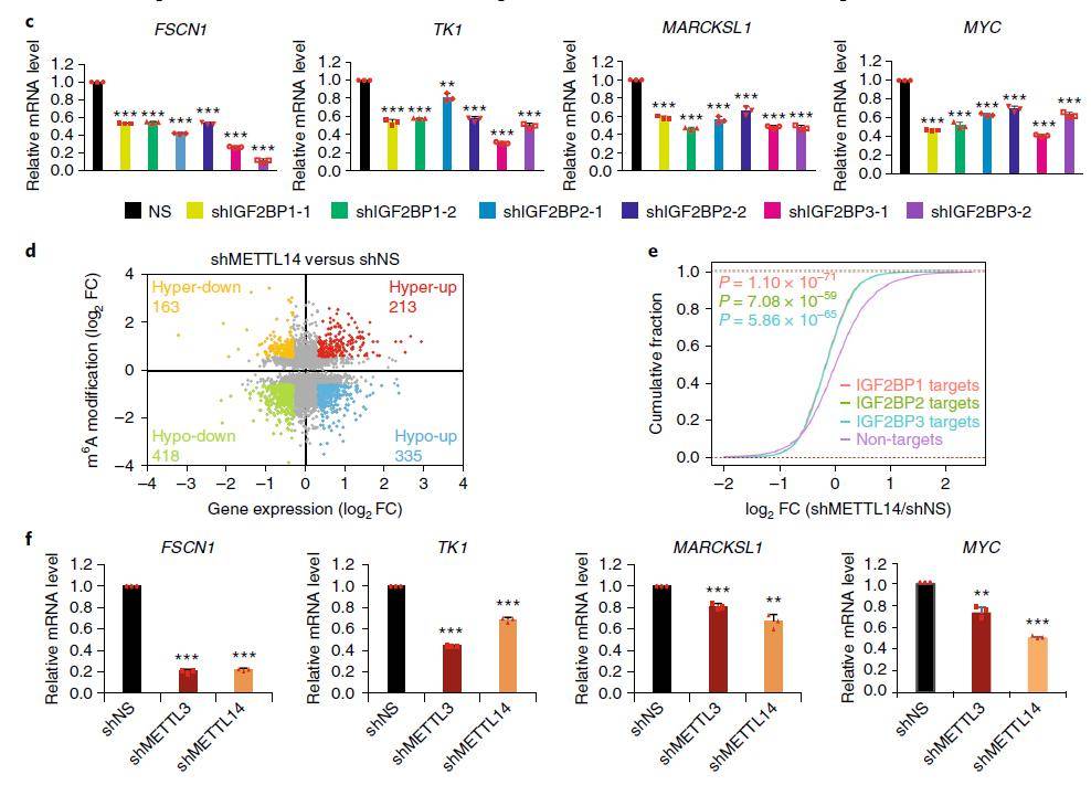 RIP-seq让m6A后期研究威力加倍 | RIP专题_蛋白