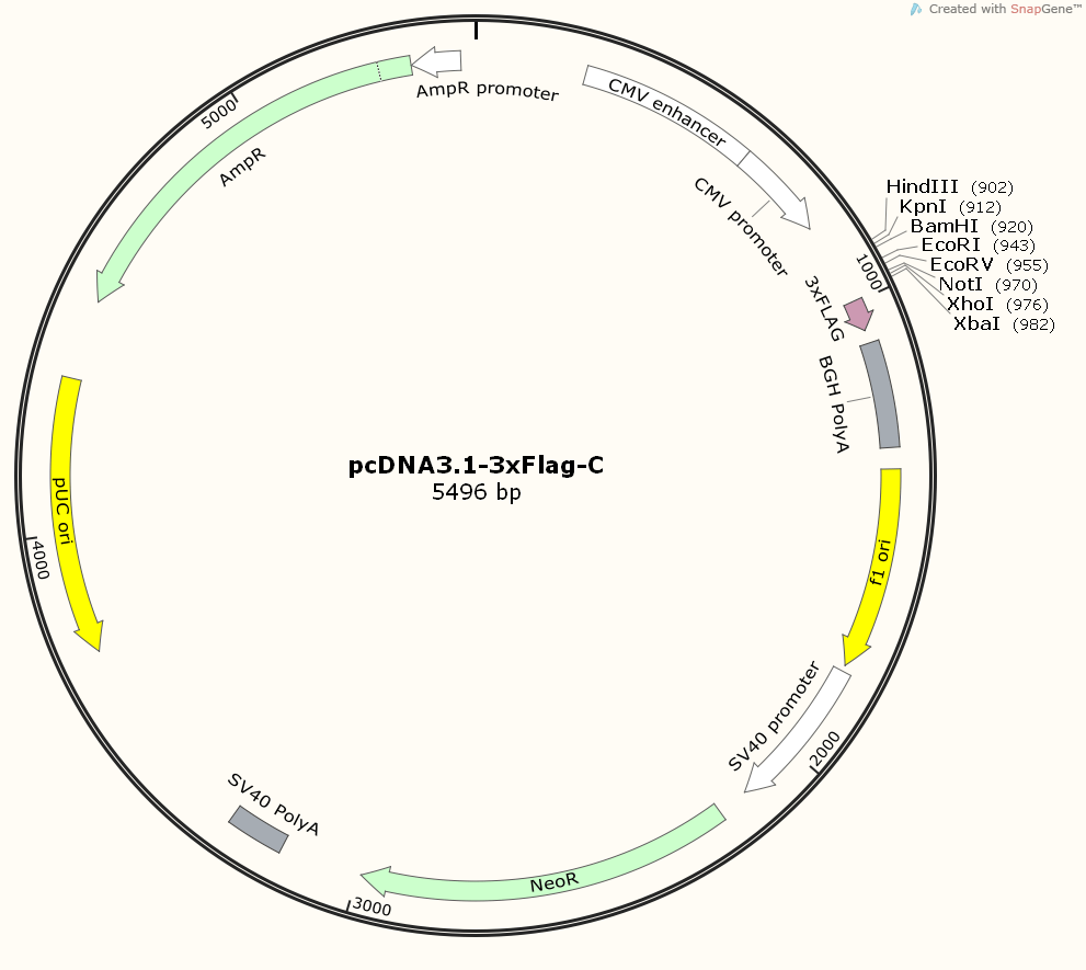 pcDNA3.1-3xFlag-C载体质粒图谱、序列、说明书、价格_标签