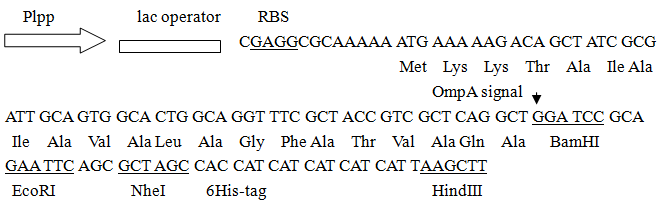 pLLP-OmpA载体质粒图谱、序列、说明书、价格_pLpp-OmpA