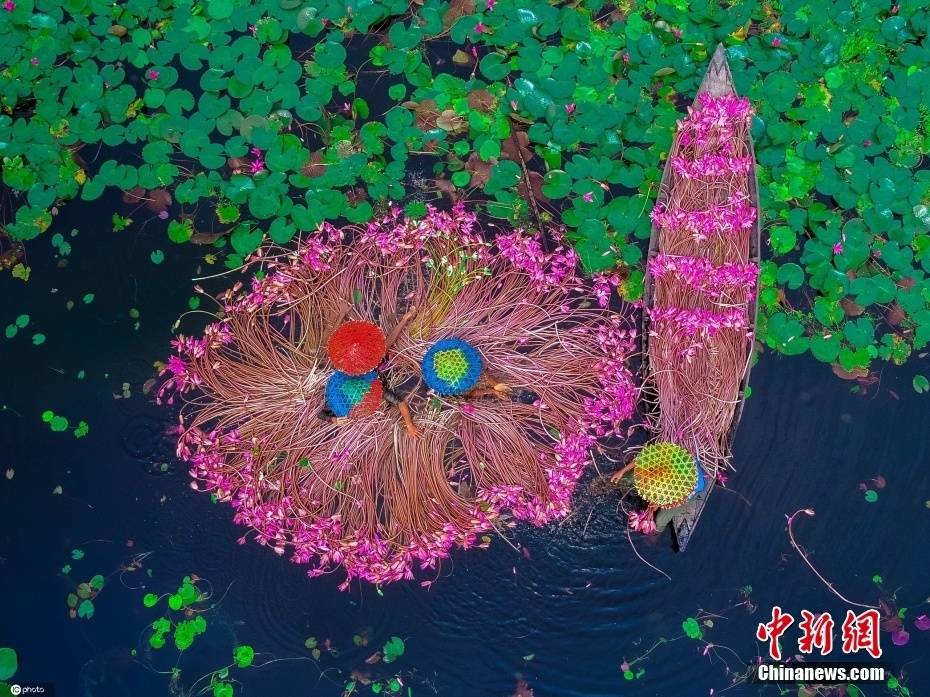 孟加拉国睡莲丰收 航拍农民采摘画面唯美-搜狐大视野-搜狐新闻