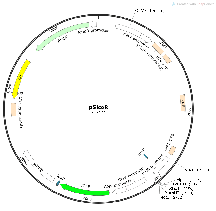 pSicoR载体质粒图谱、序列、说明书、价格_shRNAs_细胞_限制性