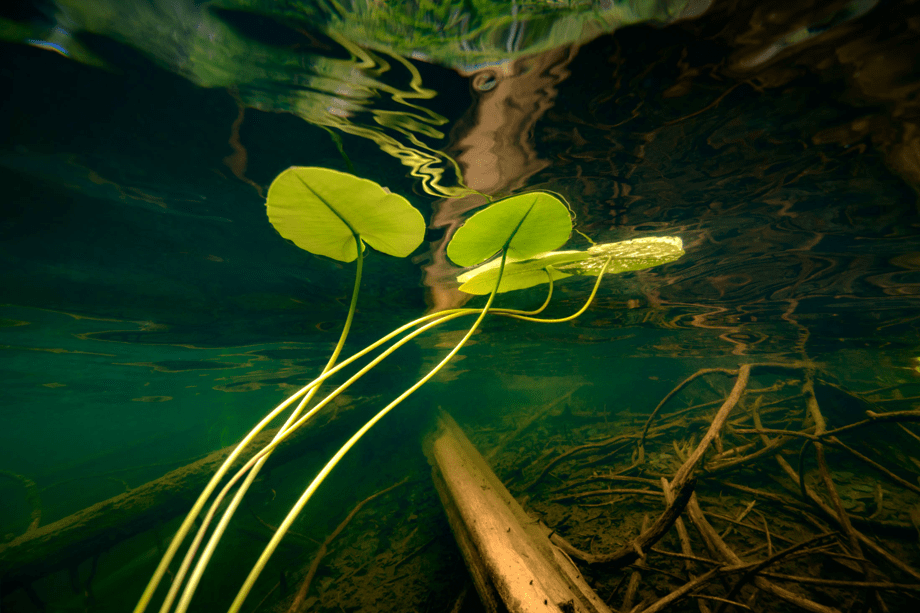 摄影师Eiko Jones 镜头里的水底世界-搜狐大视野-搜狐新闻