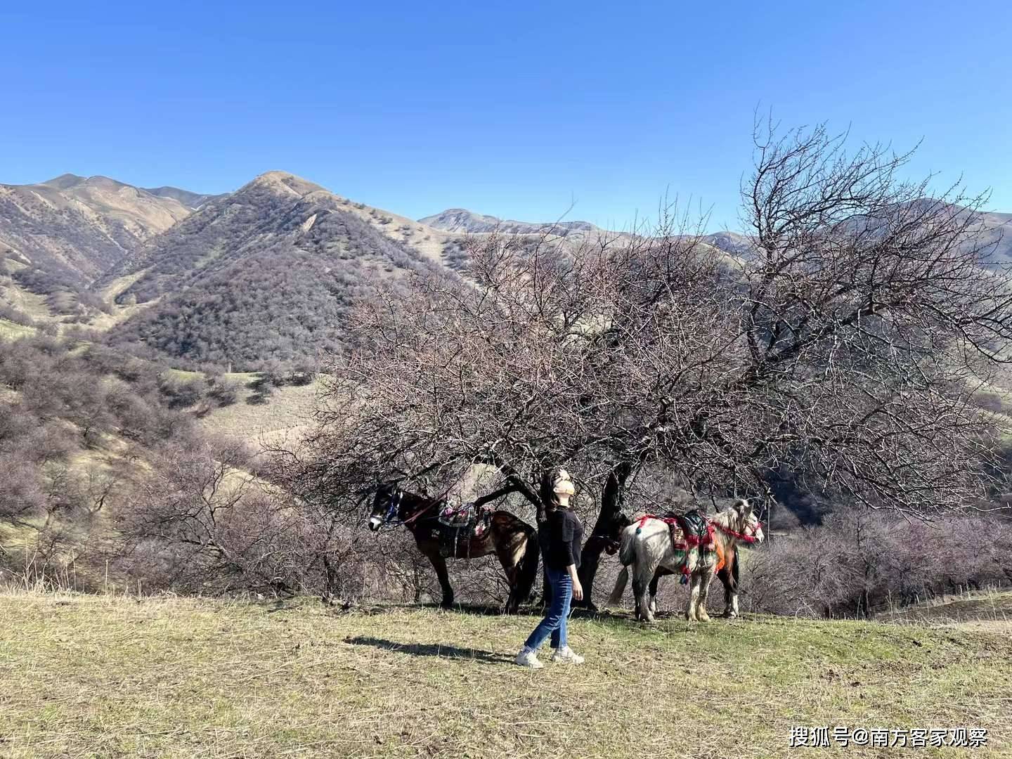 伊犁那拉提杏花沟倩影-搜狐大视野-搜狐新闻