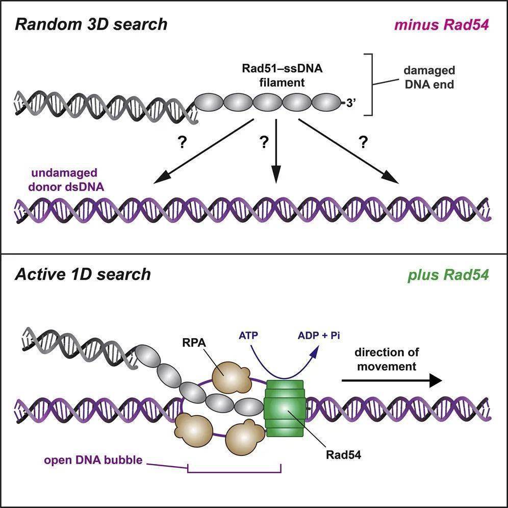 Cell | Rad54在同源重组时驱动DNA序列比对_搜索