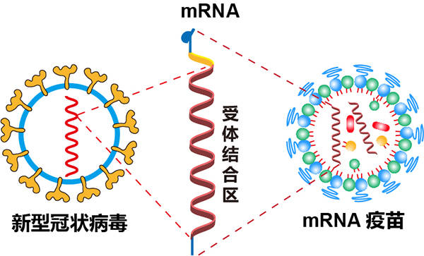 mrna的结构图-千图网