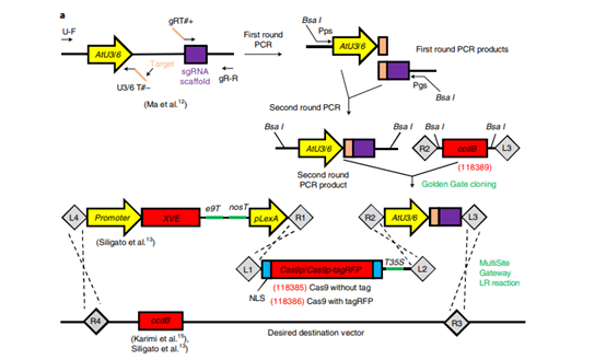 Nature Methods,Nature plants共同发力，基因诱导表达、诱导敲除不再困难_系统