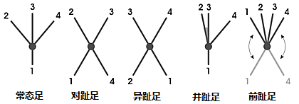鸟类脚趾之中隐藏的演化秘密_速度