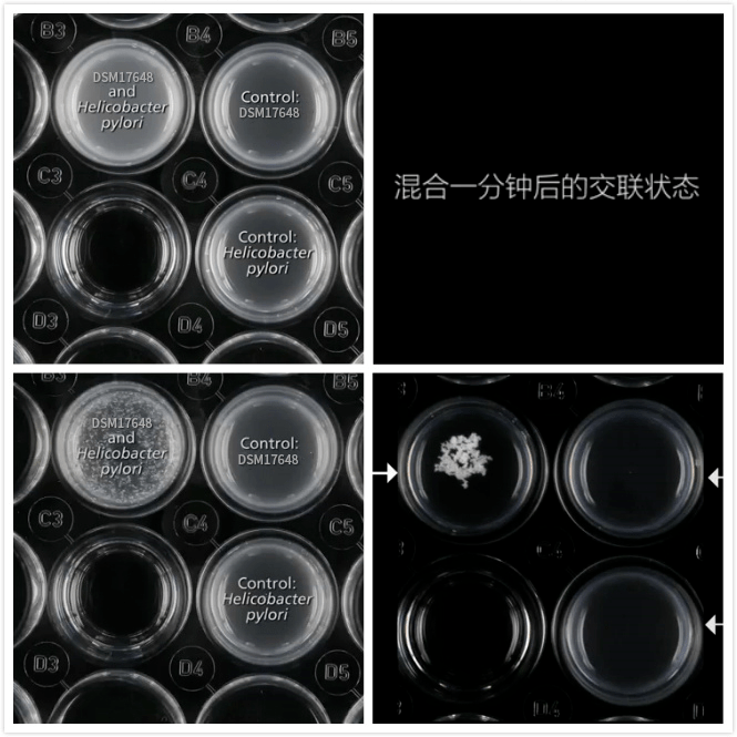 德国新发明！赶走幽门菌，除口臭胃溃，全家都安心！_Pylomed