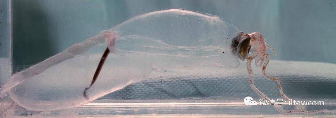 海洋科普（1259）| 中国海域鱿鱼图鉴_Abralia