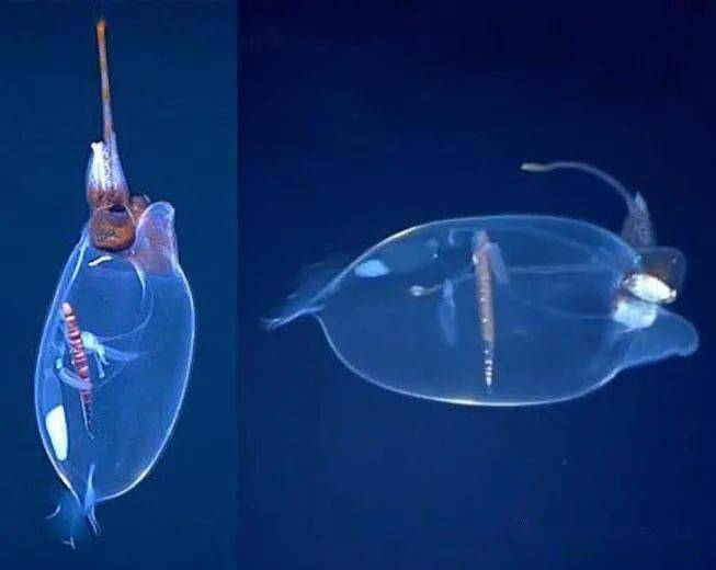 海洋科普（1259）| 中国海域鱿鱼图鉴_Abralia