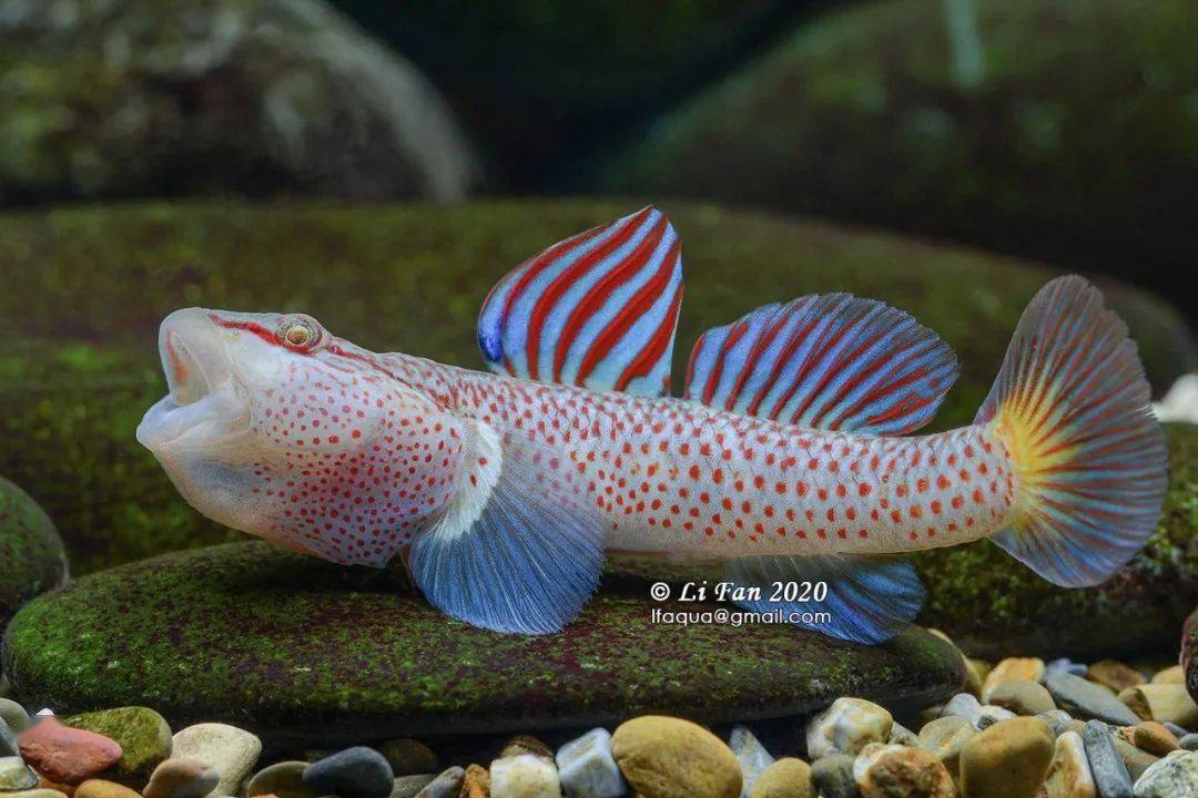 「原生连线2020」第7期 ||李帆：生态与景观的协调统一_造景