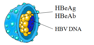 解读乙肝五项_HBsAg