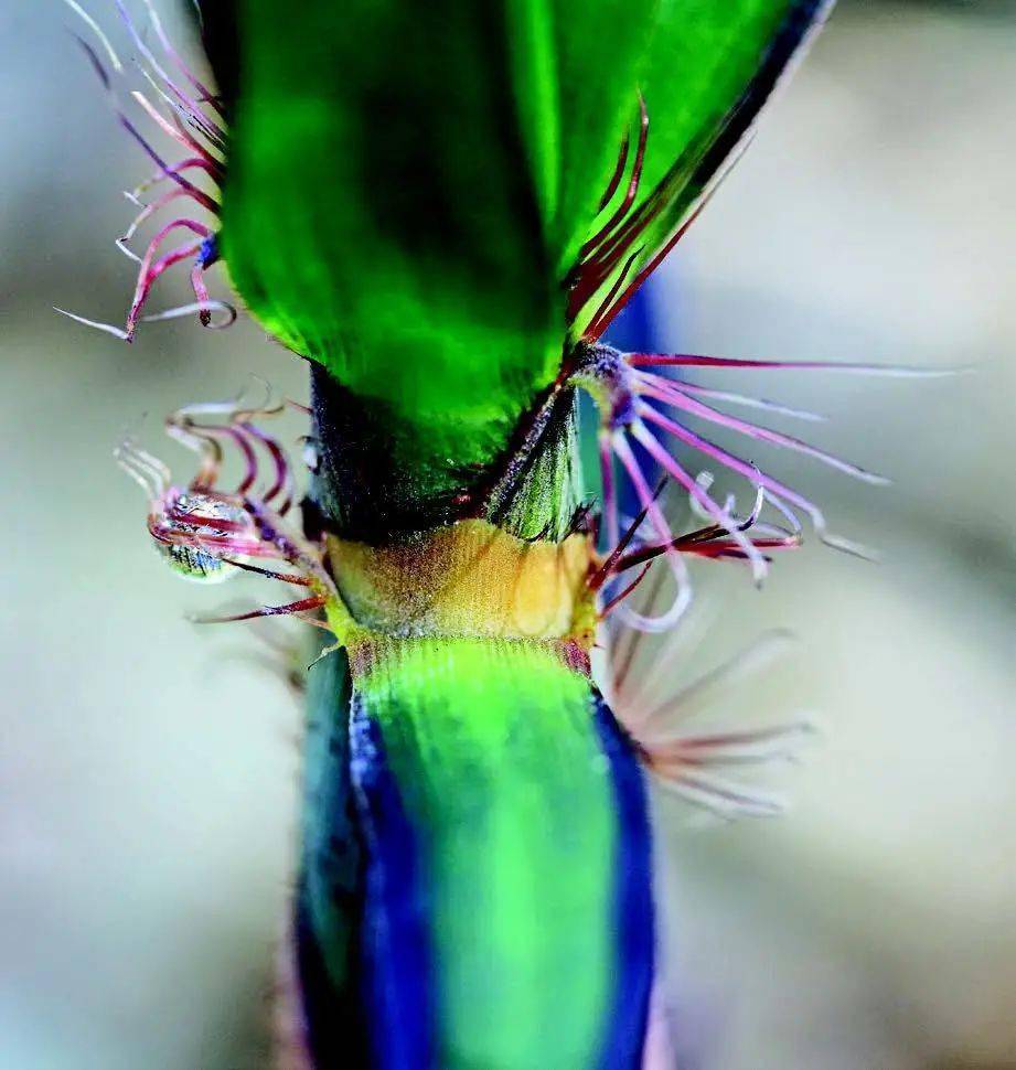 江泽慧主编《中国竹类植物图鉴》出版！_包括