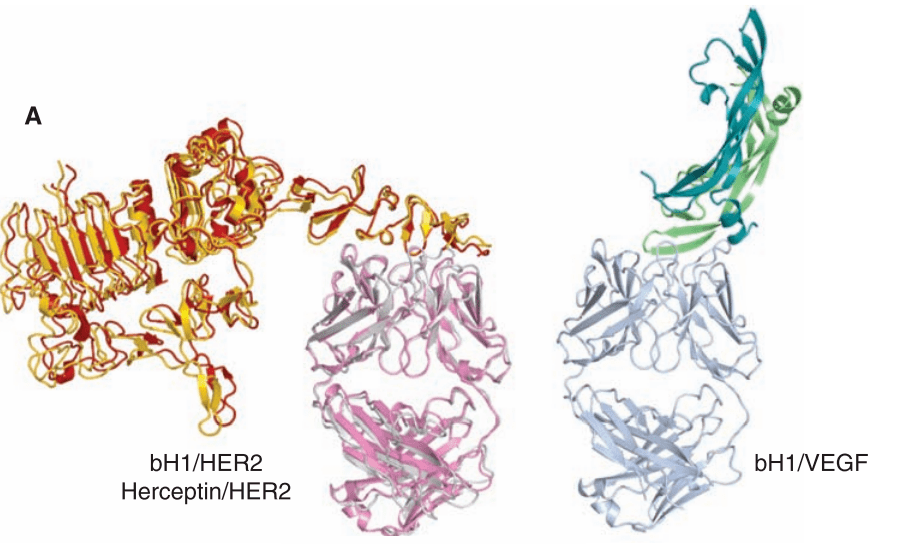 14项IgG样双特异性抗体工艺简述_ProteinA