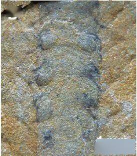 范店生物群Fandian biota_early