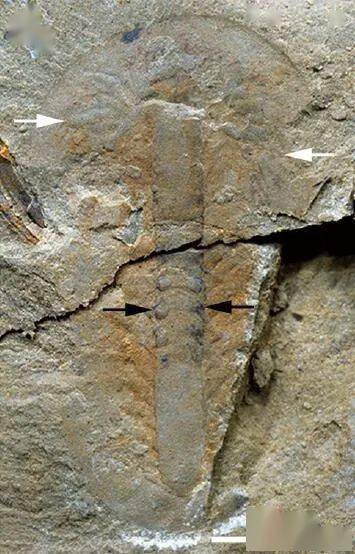 范店生物群Fandian biota_early