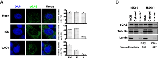 中国医学科学院团队发现cGAS出核信号及其出核机制_研究
