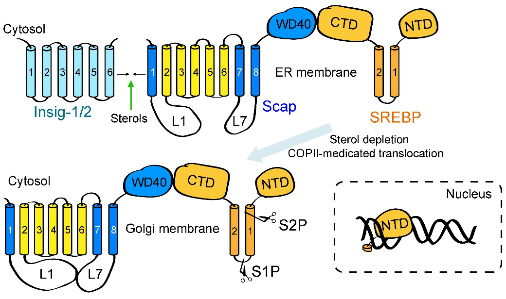 科研成果 | 颜宁、闫创业、鄢仁鸿等在《科学》报道胆固醇代谢关键调控复合物Scap-Insig2的结构与工作机理_Insig-
