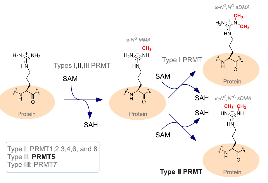 圣和药业SH3765片获得美国临床试验许可_Figure