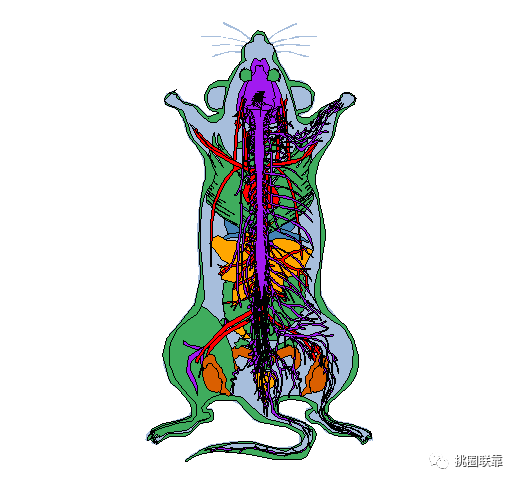画人画鼠画细胞，精美的生信解剖图送给大家_器官
