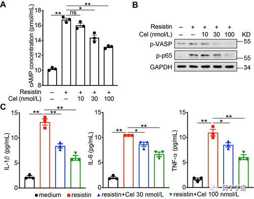 【APSB封面文章推荐】遇阻火焰山，求助芭蕉扇——雷公藤红素靶向CAP1抑制巨噬细胞炎症改善代谢综合征_研究