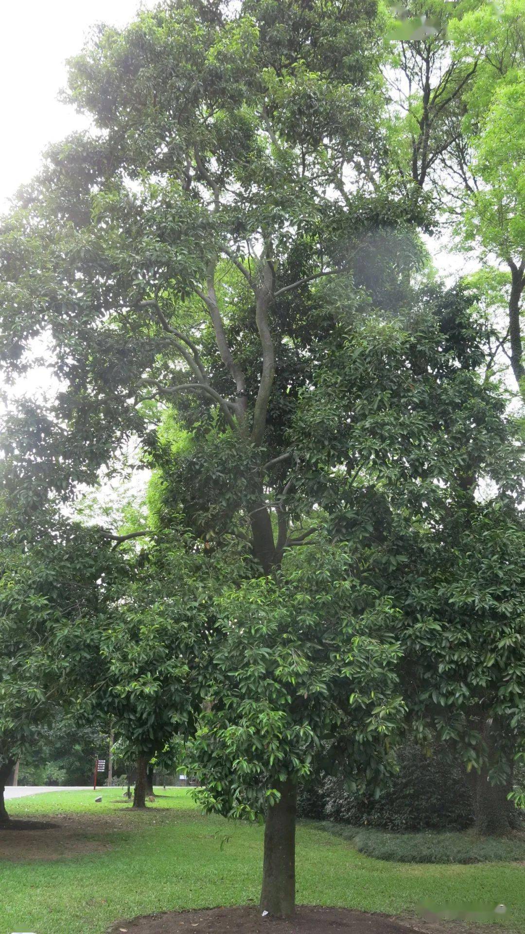 龙脑熏香话青梅_香科