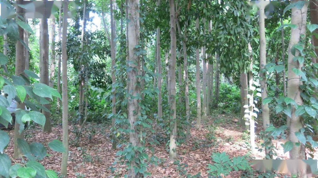 龙脑熏香话青梅_香科