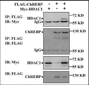 Co-IP结果怎么分析？看这儿_实验