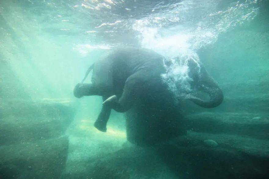 要把动物当成生命来尊重_Hediger