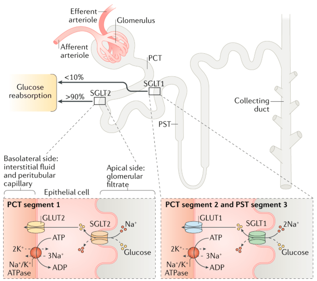NEJM重磅：射血分数保留心衰治疗重大突破！三期临床试验证实，SGLT2抑制剂将HFpEF患者心血管死亡及心衰住院风险降低21%_恩格列