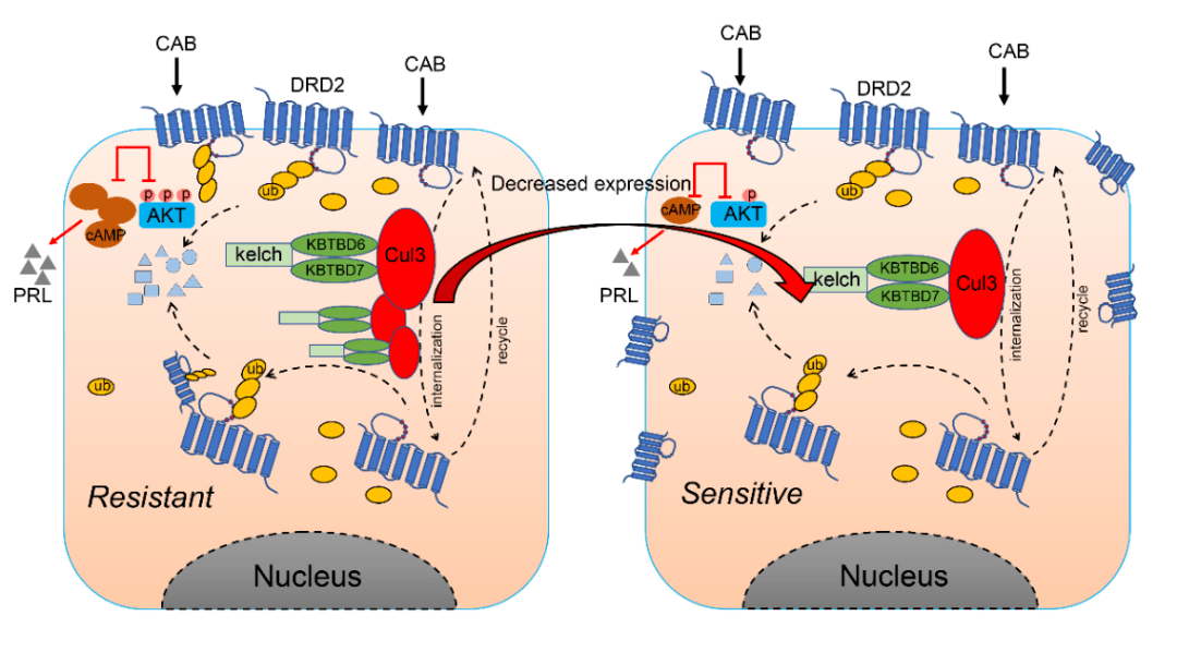 【中国声音】KBTBD6/7-DRD2复合体作为垂体泌乳素腺瘤治疗新靶点_研究