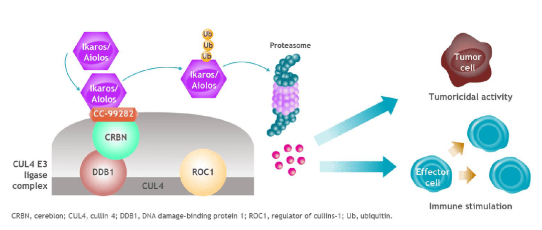 干货！百时美施贵宝公布蛋白降解疗法、癌症免疫疗法最新进展（附PPT）