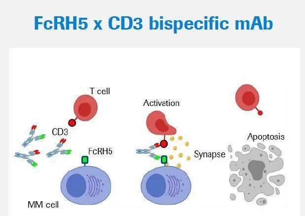 罗氏公布多款双特异性抗体、ADC疗法最新结果，有望重新定义血液癌症标准治疗_患者