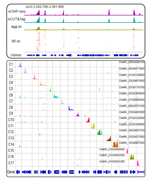 PBJ | 华中农业大学李兴旺课题组首次建立植物单细胞核CUT&Tag方法可以高通量分析单个细胞核的组蛋白修饰特征_ChIP-seq_技术_Tag