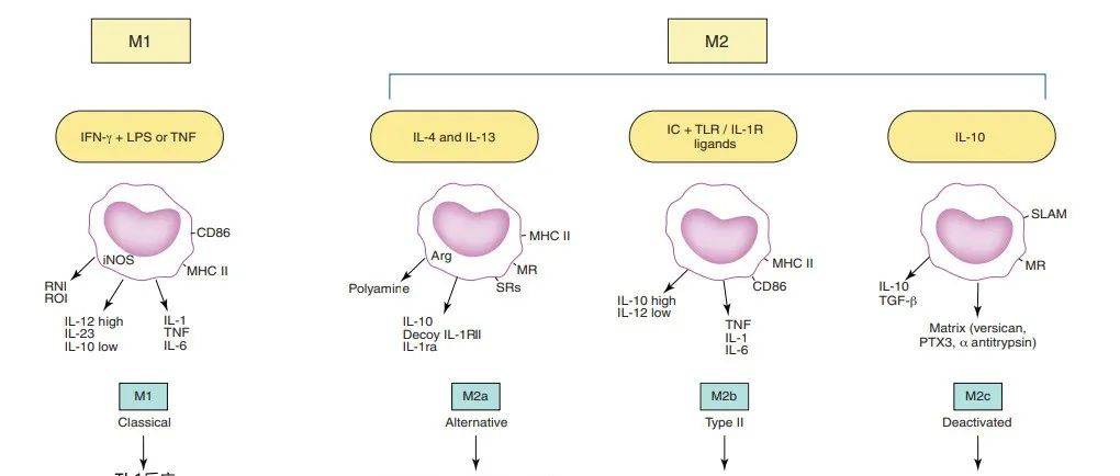 巨噬细胞活化的 M1 和 M2 模式：到了需重新评估的时候了_调节_表型_同事