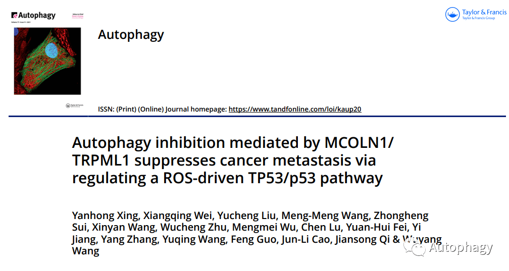 Autophagy | 由TRPML1通道介导的自噬抑制通过激活p53信号通路，抑制肿瘤细胞转移_研究_Cancer_阳离子