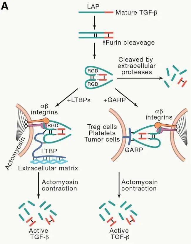 TGF-β在肿瘤免疫治疗的作用_细胞因子_信号_受体