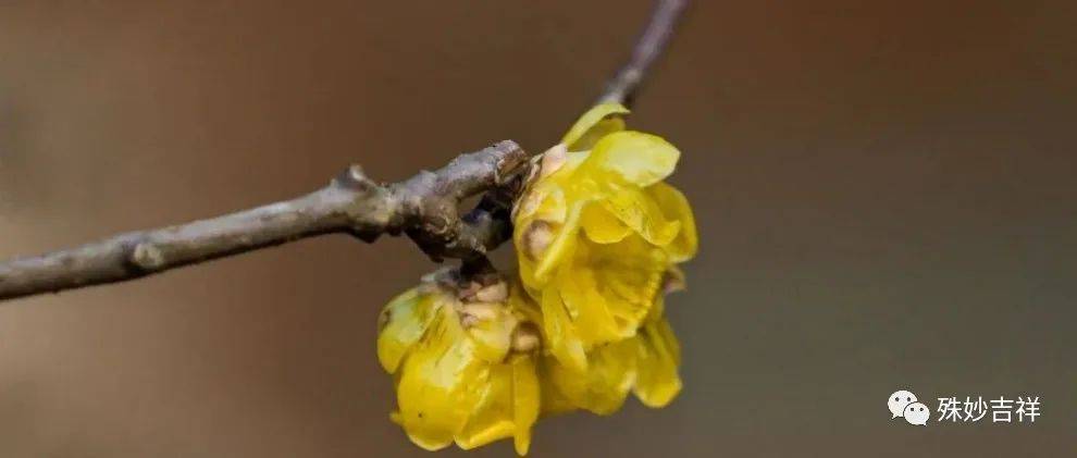 聪明和智慧是两回事_智者_聪明人_生意