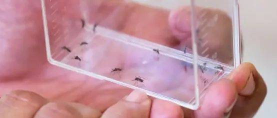 备受争议！20亿只转基因蚊子，获准在美国这两个州放生！_Oxitec_公司_项目