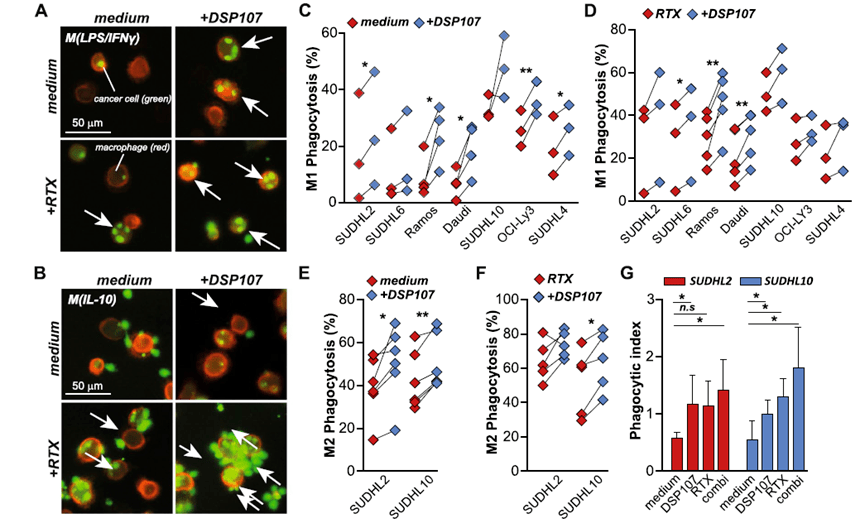 新型靶向CD474-1BB的双功能三聚体融合蛋白_细胞_相关_下图